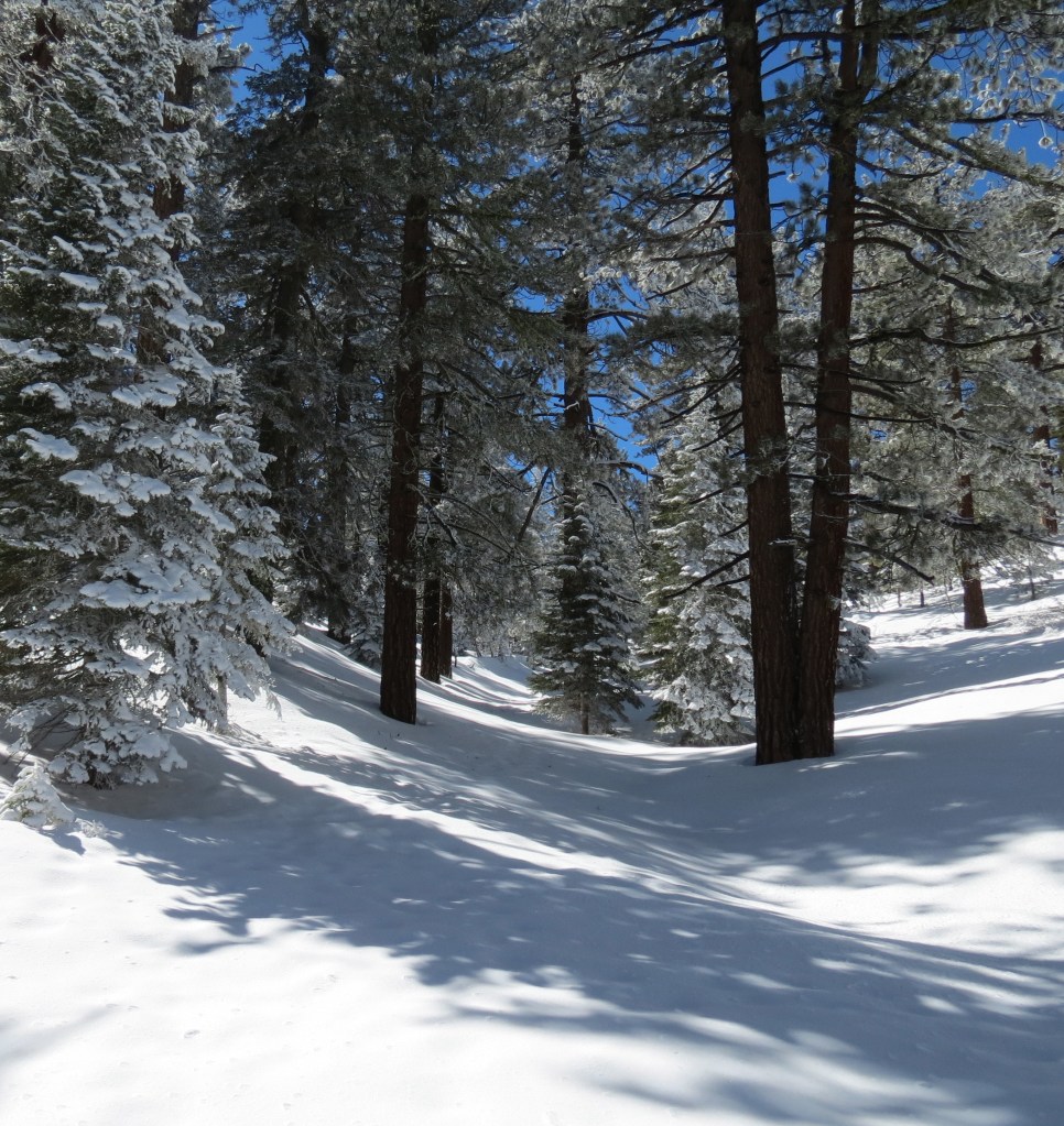 Trail Quest: Snowshoeing at Mount Pinos | Songs of the Wilderness