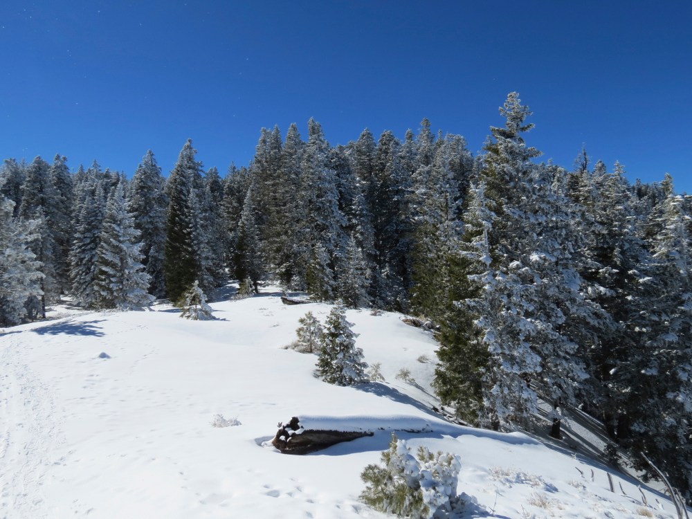 Trail Quest: Snowshoeing at Mount Pinos | Songs of the Wilderness